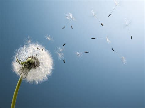 Dandelion Blow