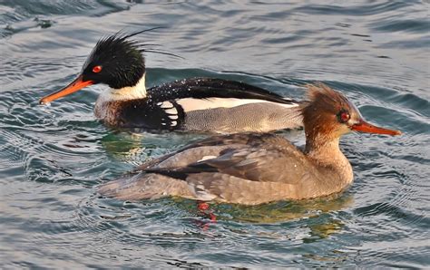7 Types Of Mergansers You Should Know Duck Species