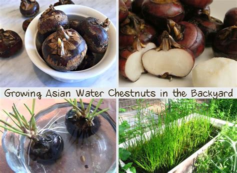 Grow Tasty Asian Water Chestnut Eleocharis Dulcis Water Chestnut