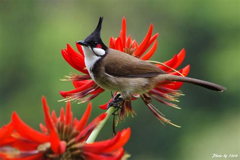 Red Whiskered Bulbul Juzaphoto