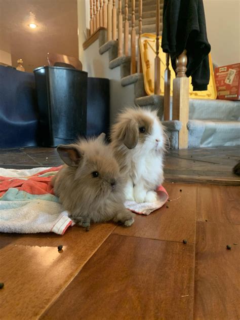 Meet Cud And Tippy Scrolller