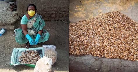 Code Effort Recycles Cigarette Butts Into Mosquito Repellent So Delhi