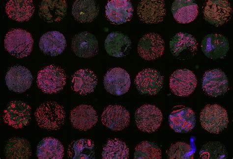Multiplex Imaging In A Glp Setting Visikol