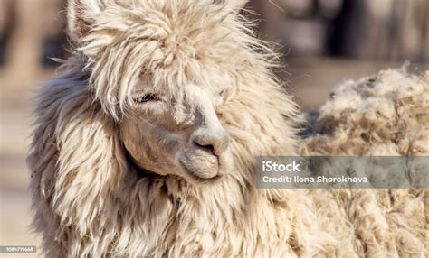 Adult White Lama With Thick Fur Looking Away On Natural Background