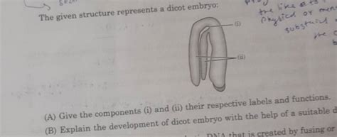 The Given Structure Represents A Dicot Embryo Physics Or Men Substail A