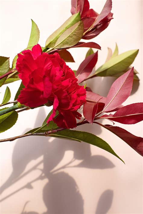 우아한 베이지색 배경에 꽃다발과 카피공간 유토이미지 상세페이지 베이직샵 사진 22782897