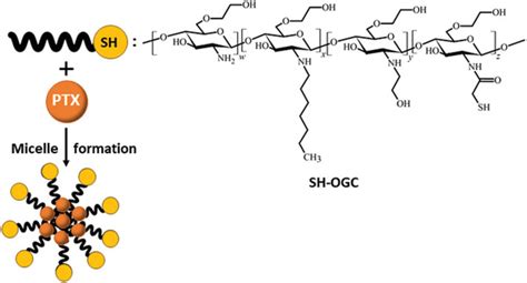 Thiolated Nanoparticles For Biomedical Applications Mimicking The