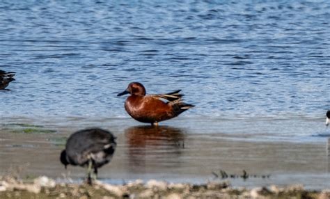 California Bird Atlas Checklist 13 Feb 2026 San Jacinto Wildlife