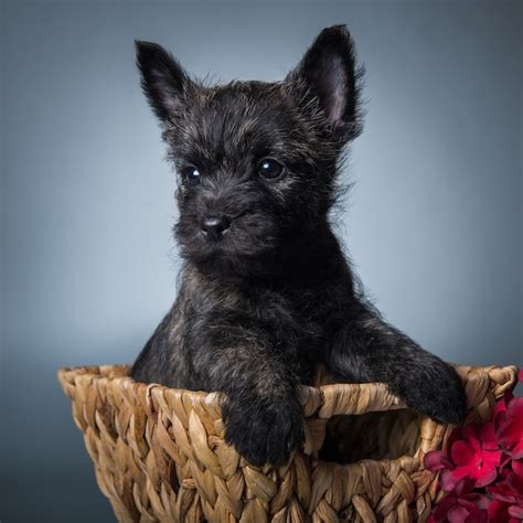 Black Cairn Terrier