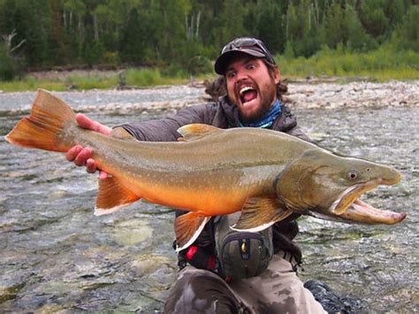 Bull Trout