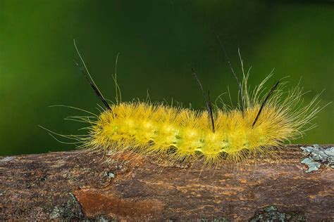 Macro Flash Jim Zuckerman Photography Photo Tours
