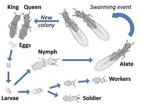 Flying Termites All You Need To Know About Winged White Ants