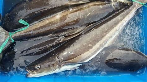 Kỹ Thuật Nuôi Cá Bóp Cá Giò Farmvina Nông Nghiệp