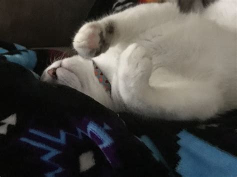 Sleepy Kitten About 2 Years Ago Rcatsmiles