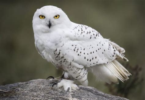 20 Popular Types Of Owls With Pictures And Identification