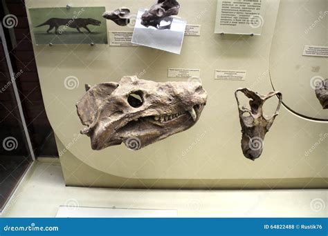 Cynognathus Fossil