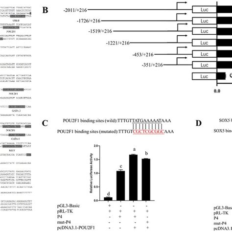 Results Of Putative Cis Acting Elements Prediction And Point Mutation
