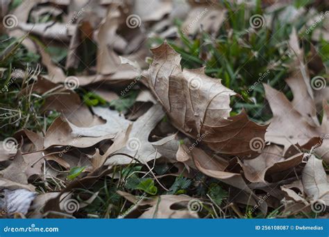 Brown Leaves Stock Image Image Of Grass Leaf Leaves 256108087
