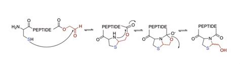 Amide Bond Formation In Cyclization Amide Bond Cyclization Qyaobio