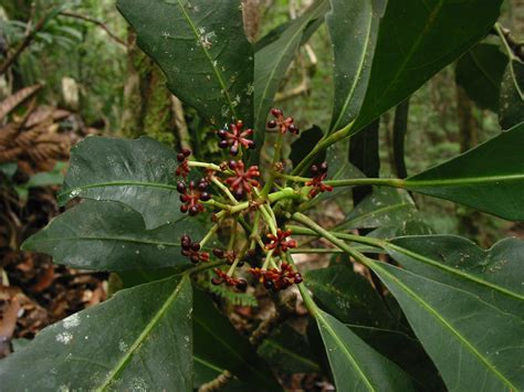 Osmoxylon Simplicifolium Araliaceae