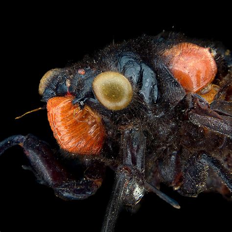 Specimen Showcase｜the Black And Scarlet Singer