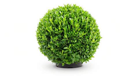 Lush Roundshaped Shrubs Add A Fresh Touch Standing Out Against A