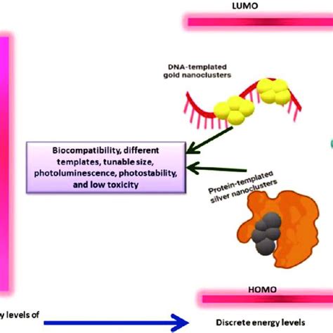 Properties Of Auncs And Agncs Download Scientific Diagram