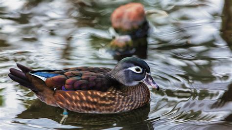 What Is A Wood Hen At Charles Blalock Blog