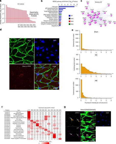 Hypertrophy Stage Specific P53 Signaling Activation A Bar Plot Showing