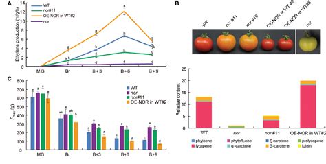 Figure 3 From Re Evaluation Of The Nor Mutation And The Role Of The Nac Nor Transcription Factor