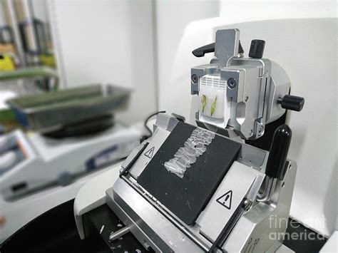 Cut Tissue Section On Rotary Microtome 2 By Choksawatdikorn Science