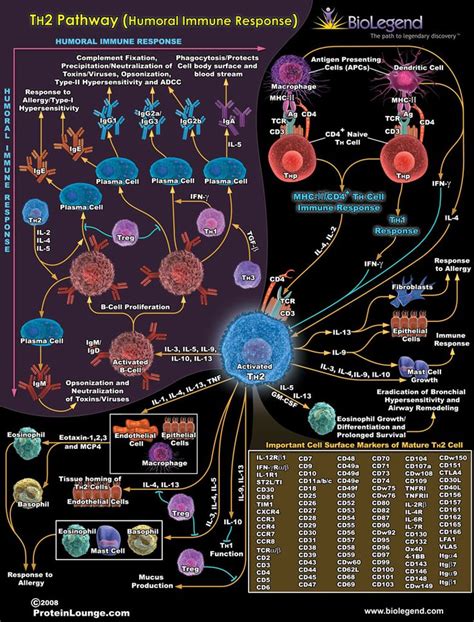 Th2 Pathway Humoral Immune Response Tissue Biology Immunology Medical Laboratory Science