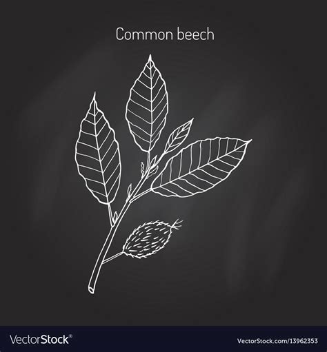 Beech Branch With Leaves Royalty Free Vector Image