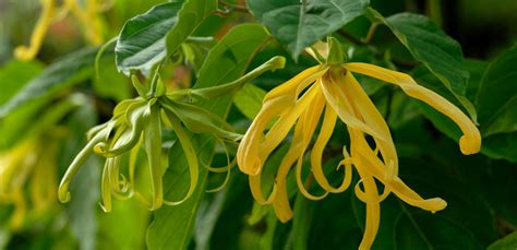 Atlantic Aromatics Pure And Certified Organic Essential Oils