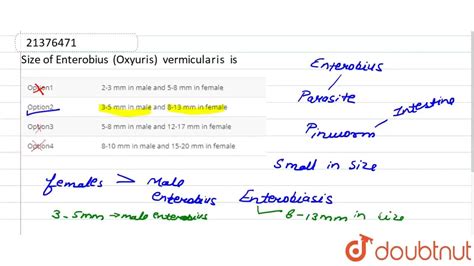 Size Of Enterobius Oxyuris Vermiculoris Is