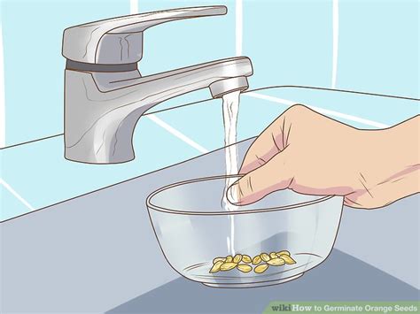 How To Germinate Orange Seeds 11 Steps With Pictures Wikihow
