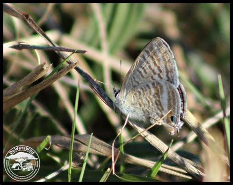 Skoenlapper 3 Dewetswild