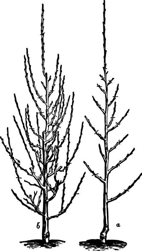 Pyramid Pruning Vintage Illustration 13739291 Vector Art At Vecteezy