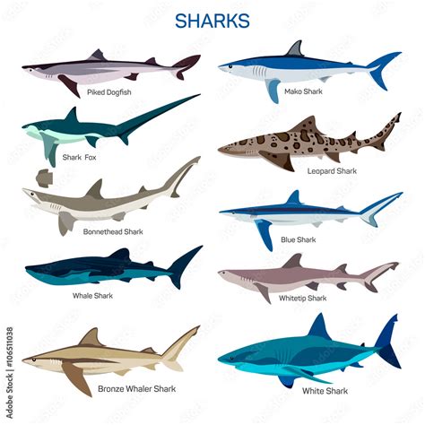 Different Types Of Sharks