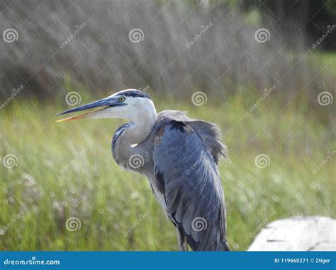 Great Blue Heron Stock Image Image Of Animal Closeup 119660271