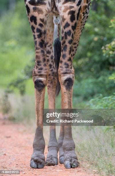 Giraffe Feet Photos And Premium High Res Pictures Getty Images