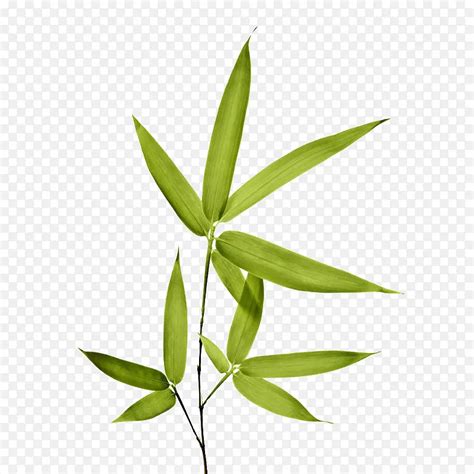 绿色的熊猫竹png图片素材下载图片编号7671521 Png素材网