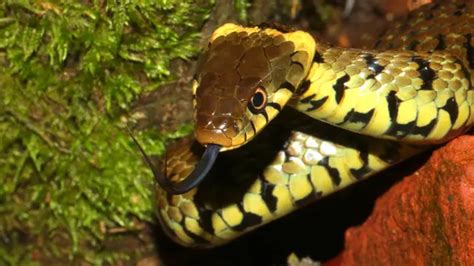 11 Arti Mimpi Ular Kecil Bisa Dijadikan Sebagai Pertanda Kehidupan