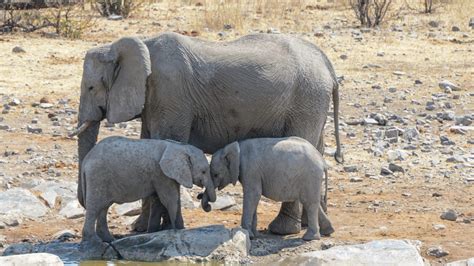 Rare Twin Elephants Born In Sri Lanka For The First Time In 80 Years