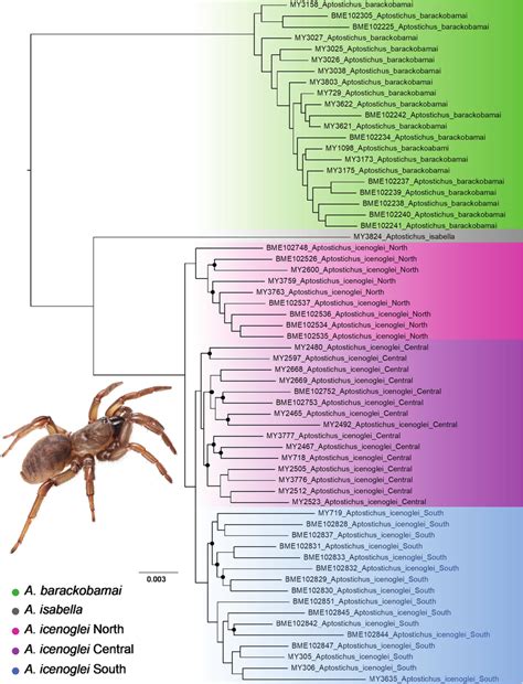 Maximum Likelihood Tree Inference Based On The 90p Data Set Nodes With