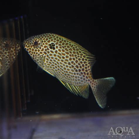Orange Spotted Rabbitfish Siganus Guttatus Aqua Imports