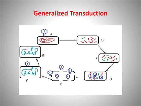 Modes Of Microbial Genetic Recombinations Pptx