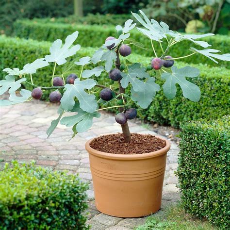 Indoor Fig Tree Fruit Fiddle Leaf Fig Planter Fig Tree Pots Wilson