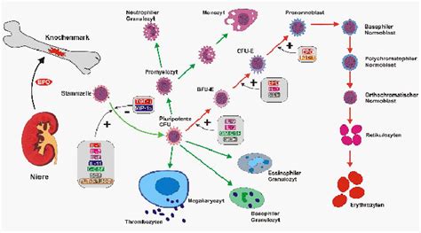 Eritropoetin Epo Bicisvet