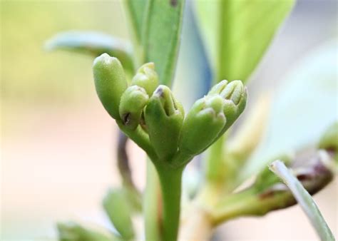 North Queensland Plants Rubiaceae